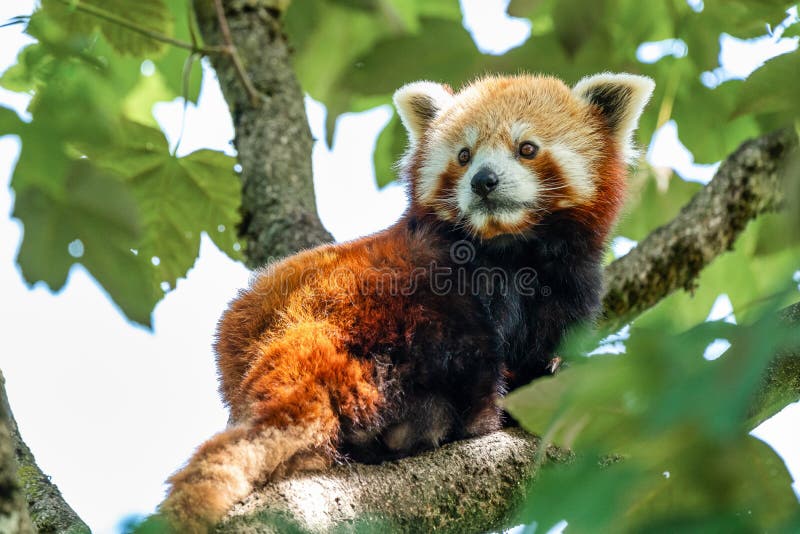 The Red Panda, Ailurus Fulgens, Also Called the Lesser Panda. Stock ...