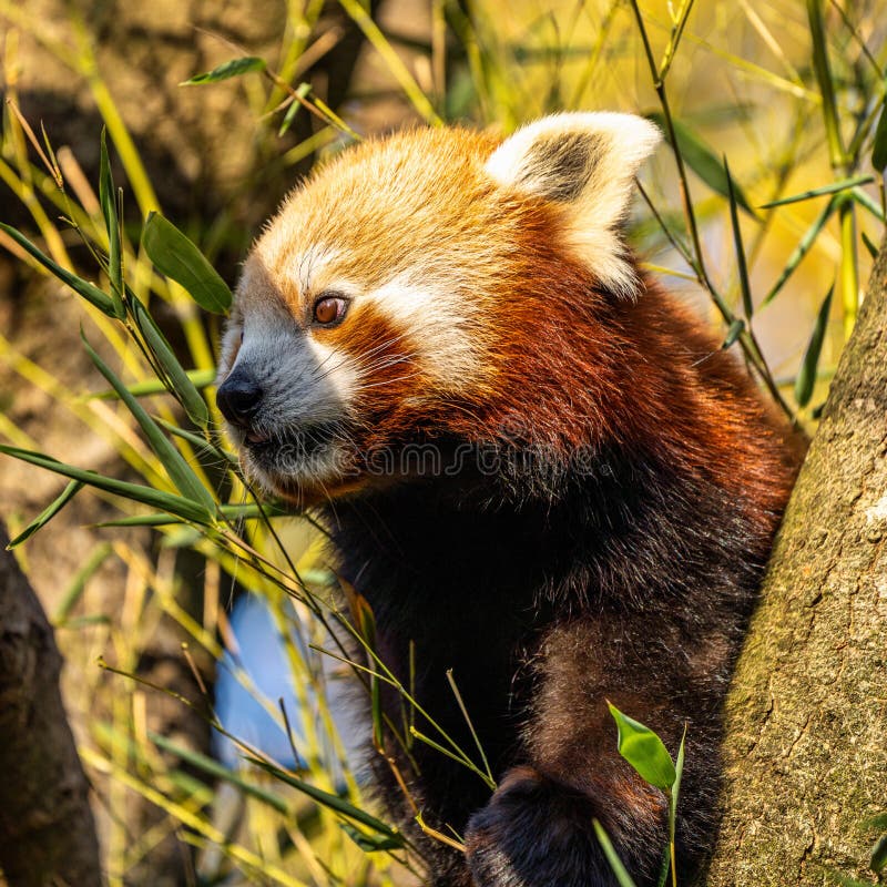 The Red Panda, Ailurus Fulgens, Also Called the Lesser Panda Stock ...