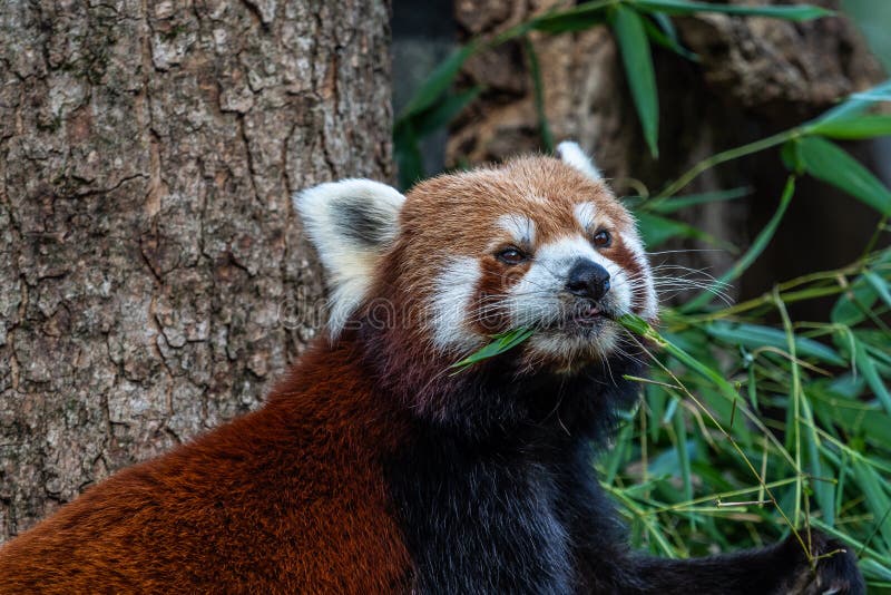The Red Panda, Ailurus Fulgens, Also Called the Lesser Panda Stock ...