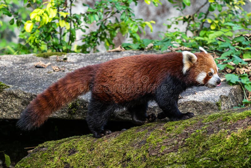 The Red Panda, Ailurus Fulgens, Also Called the Lesser Panda Stock ...