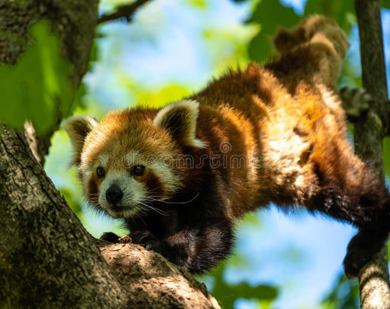 The Red Panda, Ailurus Fulgens, Also Called the Lesser Panda Stock ...