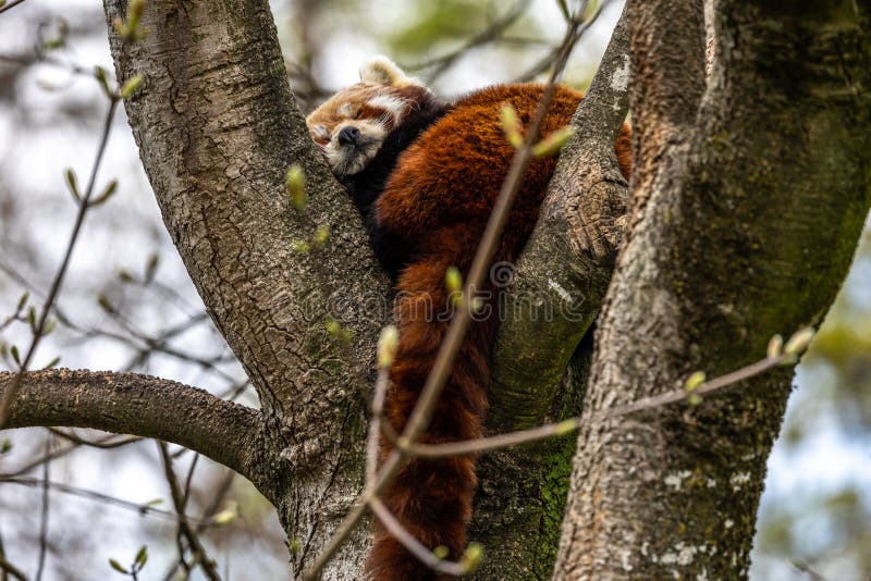 The Red Panda, Ailurus Fulgens, Also Called the Lesser Panda Stock ...