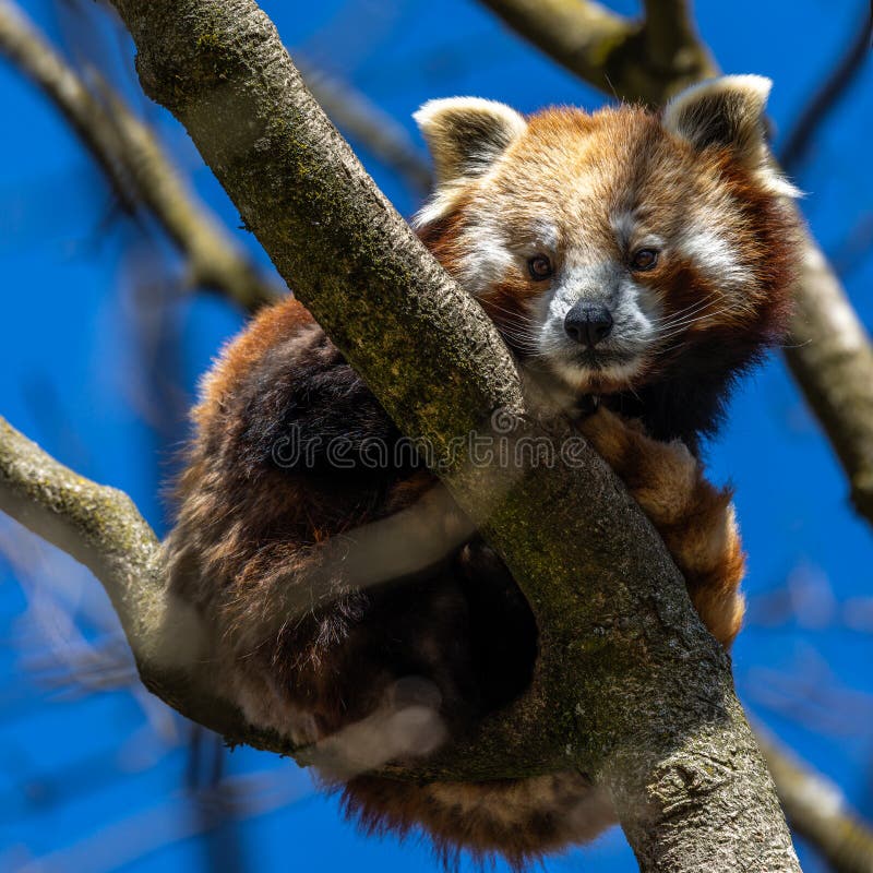 The Red Panda, Ailurus Fulgens, Also Called the Lesser Panda Stock ...