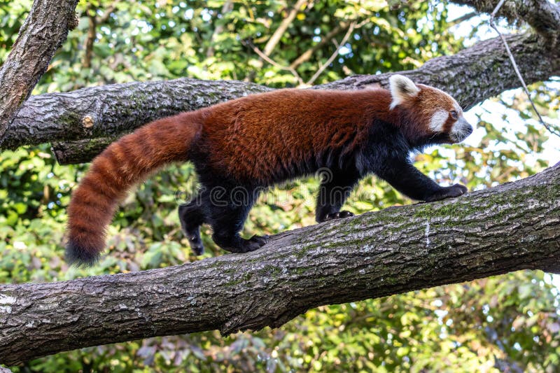 The Red Panda, Ailurus Fulgens, Also Called the Lesser Panda Stock ...