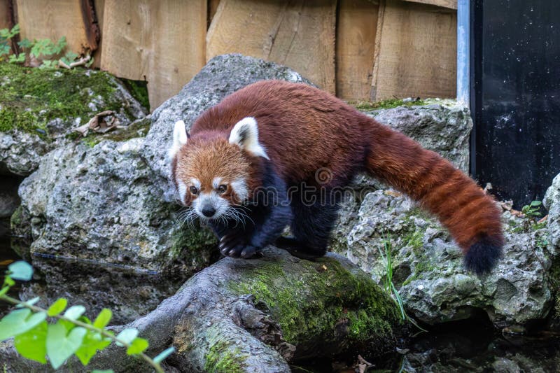 The Red Panda, Ailurus Fulgens, Also Called the Lesser Panda Stock ...
