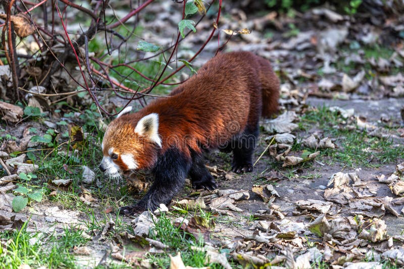 The Red Panda, Ailurus Fulgens, Also Called the Lesser Panda Stock ...