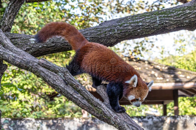 The Red Panda, Ailurus Fulgens, Also Called the Lesser Panda Stock ...