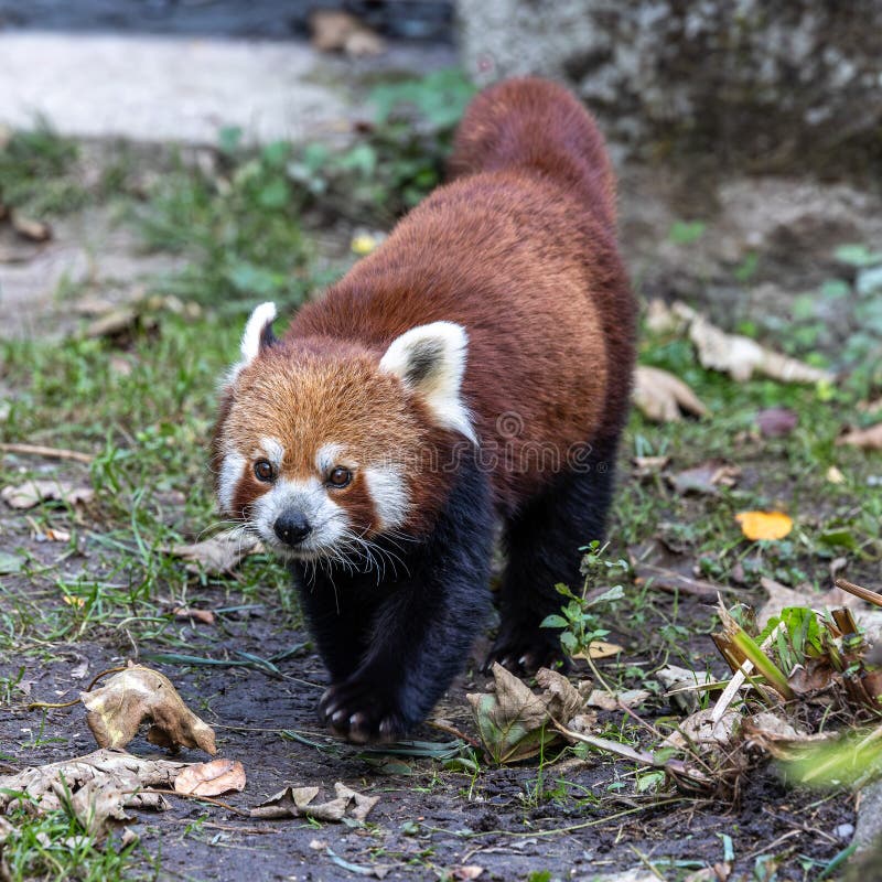 The Red Panda, Ailurus Fulgens, Also Called the Lesser Panda Stock ...