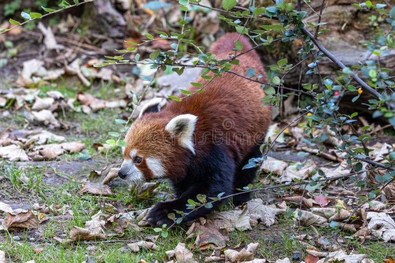 The Red Panda, Ailurus Fulgens, Also Called the Lesser Panda Stock ...