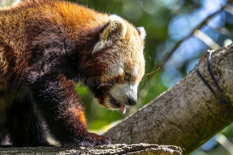 The Red Panda, Ailurus Fulgens, Also Called the Lesser Panda Stock ...