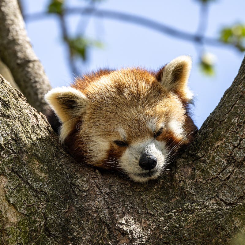 The Red Panda, Ailurus Fulgens, Also Called the Lesser Panda Stock ...