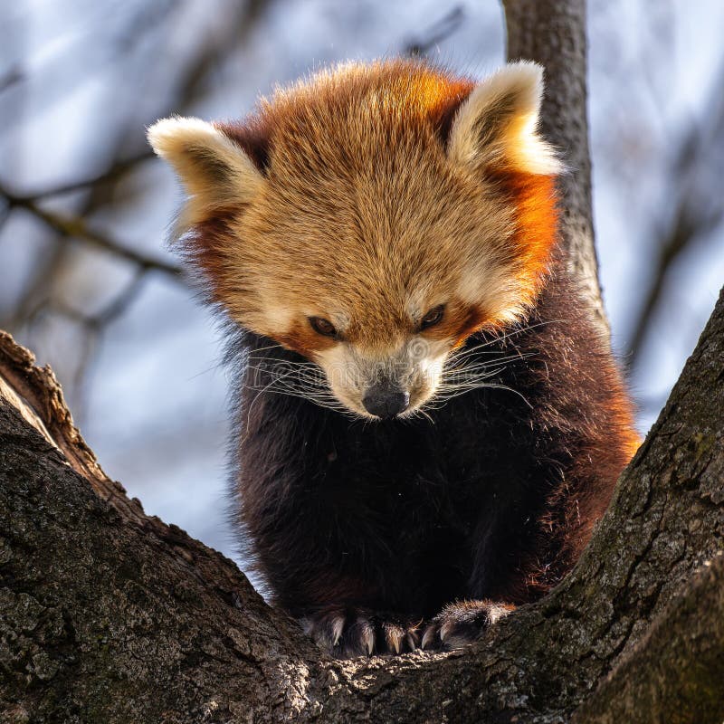 The Red Panda, Ailurus Fulgens, Also Called the Lesser Panda Stock ...