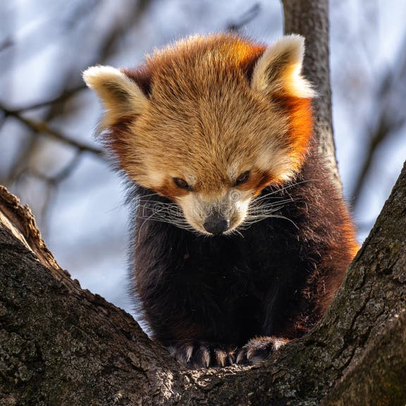 The Red Panda, Ailurus Fulgens, Also Called the Lesser Panda Stock ...