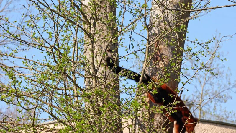 The Red Panda, Ailurus Fulgens, Also Called the Lesser Panda and the ...