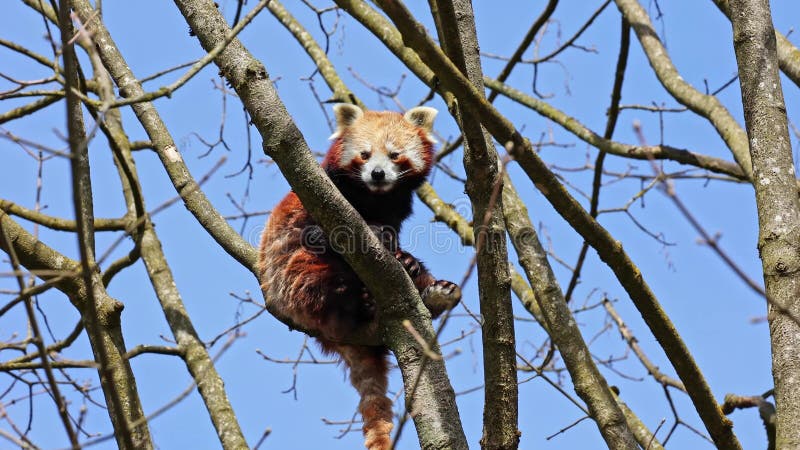 The Red Panda, Ailurus Fulgens, Also Called the Lesser Panda and the ...