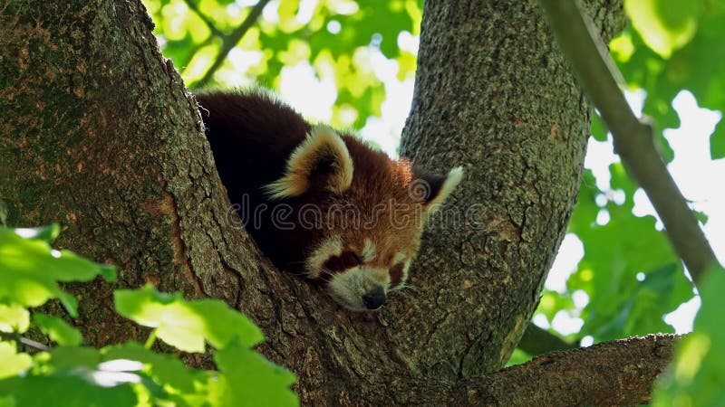 The Red Panda, Ailurus Fulgens, Also Called the Lesser Panda and the ...