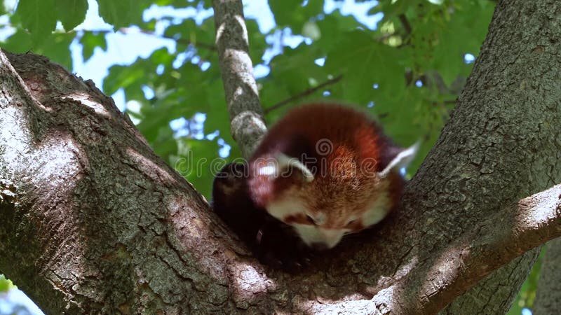 The Red Panda, Ailurus Fulgens, Also Called the Lesser Panda and the ...