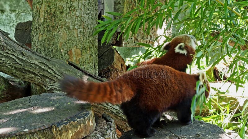 The Red Panda, Ailurus Fulgens, Also Called the Lesser Panda and the ...