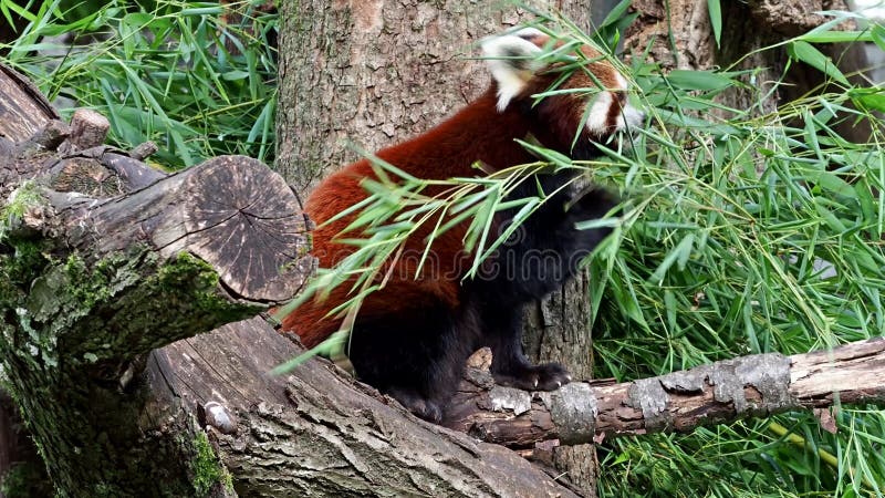 The Red Panda, Ailurus Fulgens, Also Called the Lesser Panda and the ...