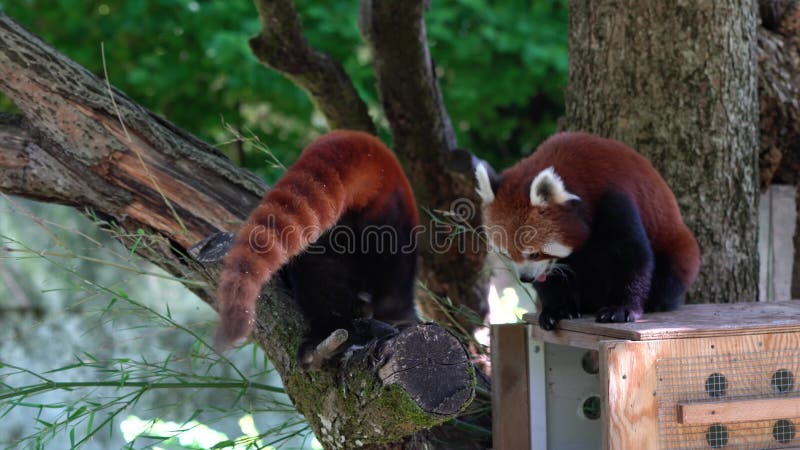 The Red Panda, Ailurus Fulgens, Also Called the Lesser Panda and the ...