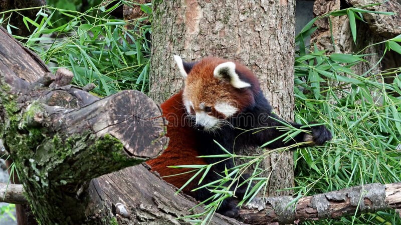 The Red Panda, Ailurus Fulgens, Also Called the Lesser Panda and the ...