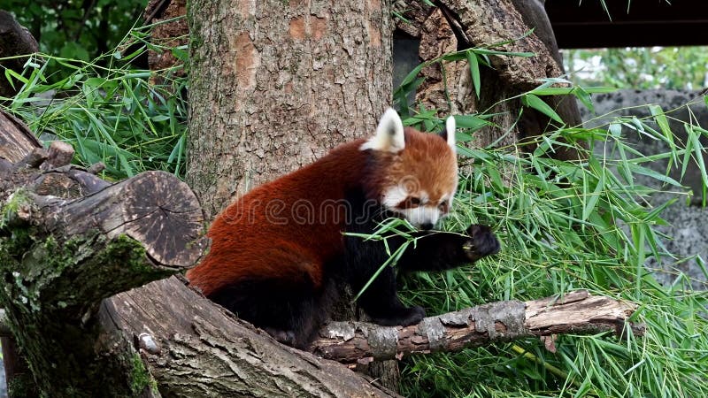 The Red Panda, Ailurus Fulgens, Also Called the Lesser Panda and the ...