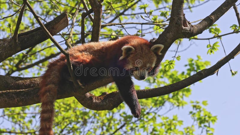 The Red Panda, Ailurus Fulgens, Also Called the Lesser Panda and the ...