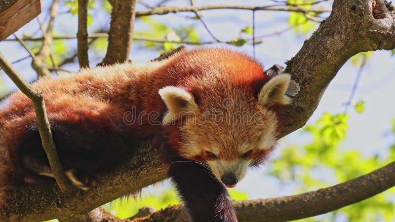 The Red Panda, Ailurus Fulgens, Also Called the Lesser Panda and the ...