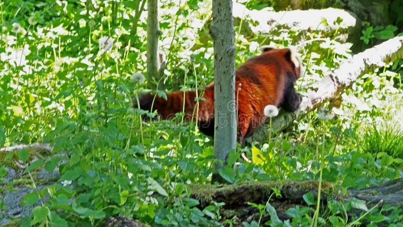 The Red Panda, Ailurus Fulgens, Also Called the Lesser Panda and the ...