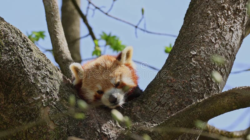 The Red Panda, Ailurus Fulgens, Also Called the Lesser Panda and the ...