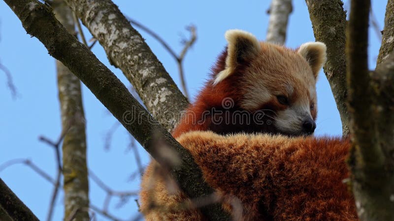 The Red Panda, Ailurus Fulgens, Also Called the Lesser Panda and the ...