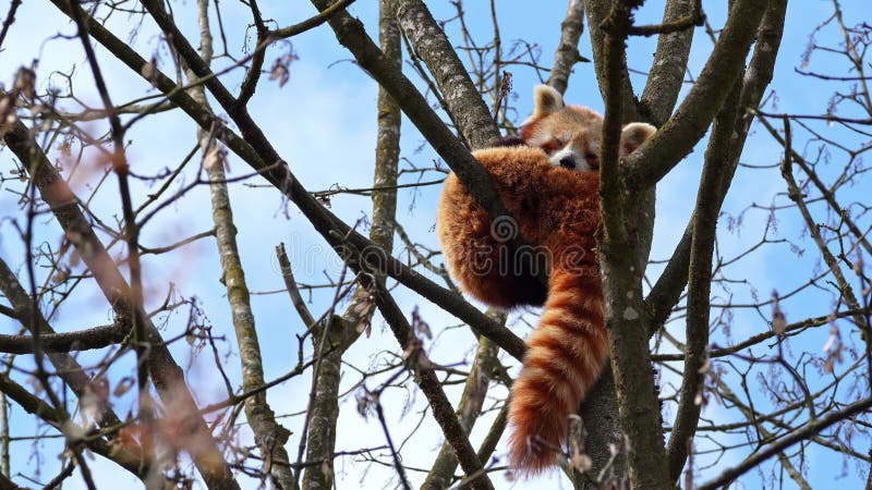 The Red Panda, Ailurus Fulgens, Also Called the Lesser Panda and the ...