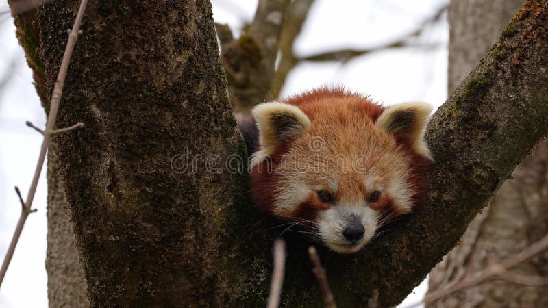 The Red Panda, Ailurus Fulgens, Also Called the Lesser Panda and the ...