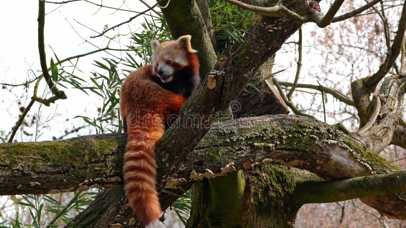 The Red Panda, Ailurus Fulgens, Also Called the Lesser Panda and the ...