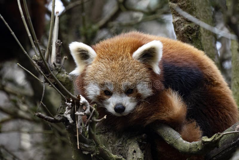 Red Panda, Ailurus Fulgens, is Cold, Lying Curled Up in the Branches ...