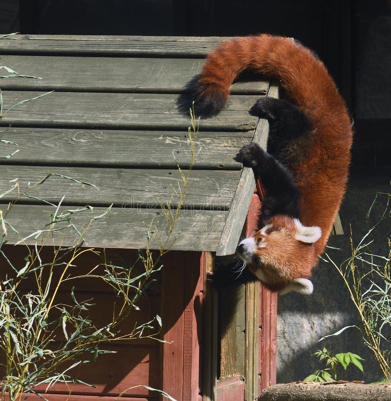 Red Panda Ailurus Fulgens Crawls on His House Stock Image - Image of ...