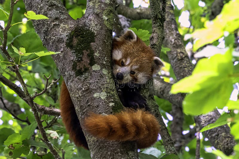 Red Panda Known As Lesser Panda, the Red Bear-cat, or Cat-bear Stock ...