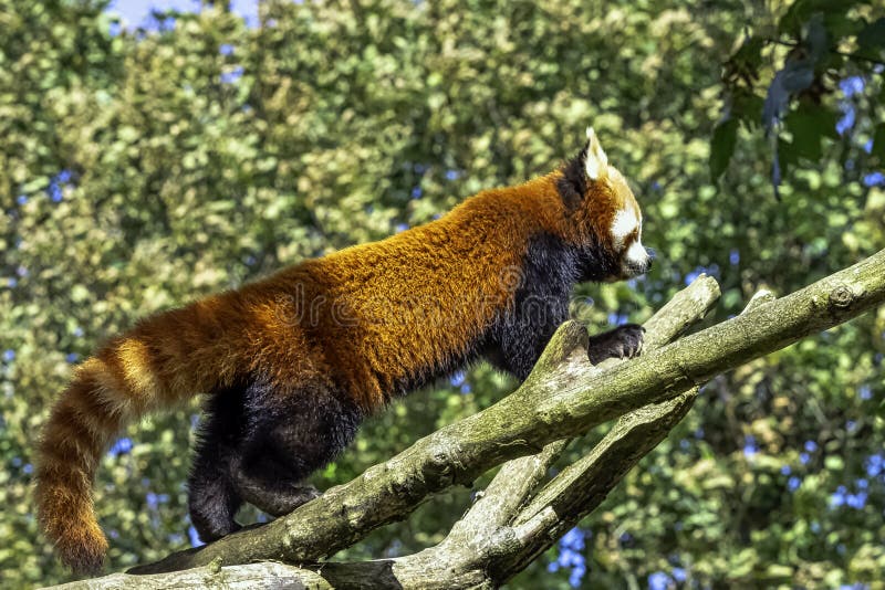 Red Panda Known As Lesser Panda, the Red Bear-cat, or Cat-bear Stock ...