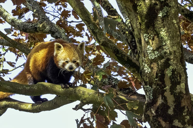 Red Panda Known As Lesser Panda, the Red Bear-cat, or Cat-bear Stock ...