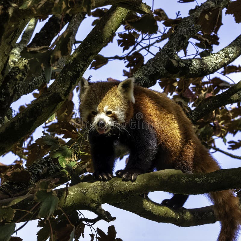 Red Panda Known As Lesser Panda, the Red Bear-cat, or Cat-bear Stock ...