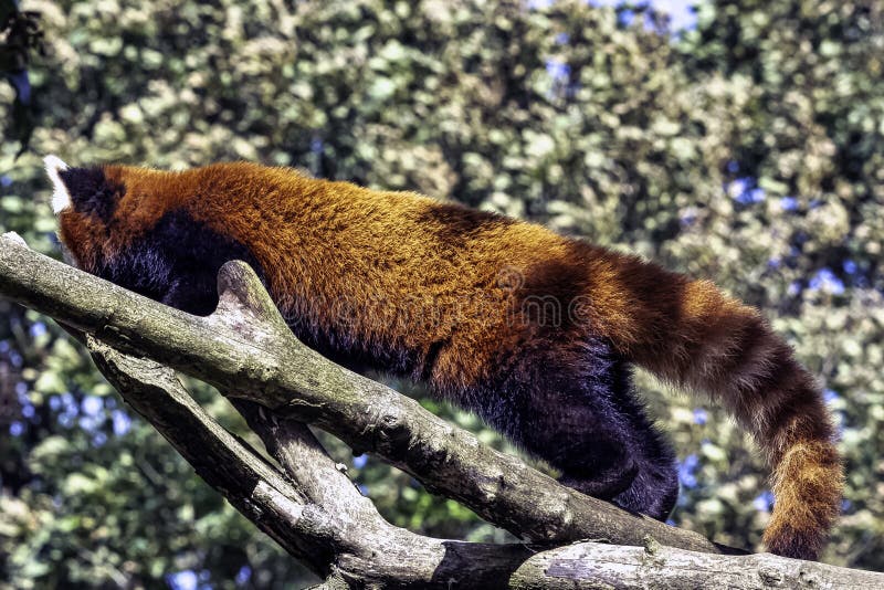 Red Panda Known As Lesser Panda, the Red Bear-cat, or Cat-bear Stock ...