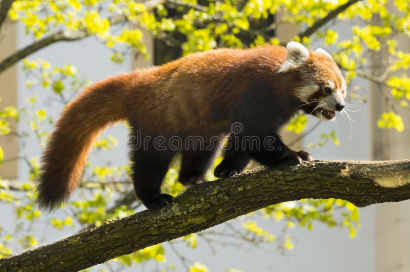 Red Panda Running on the Ground Stock Image - Image of wildlife ...