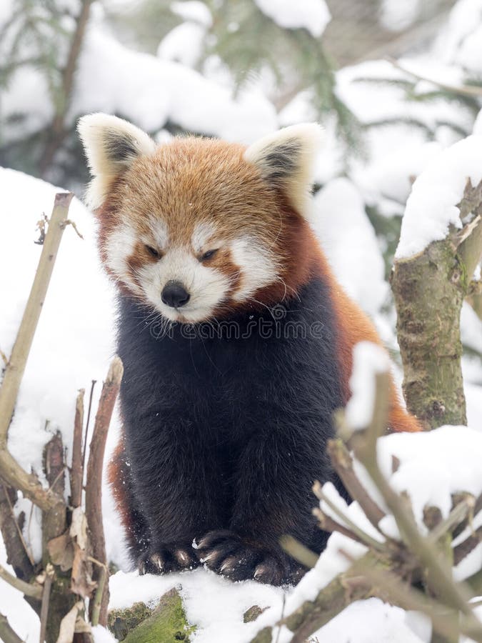 Red Panda Playing In Snow