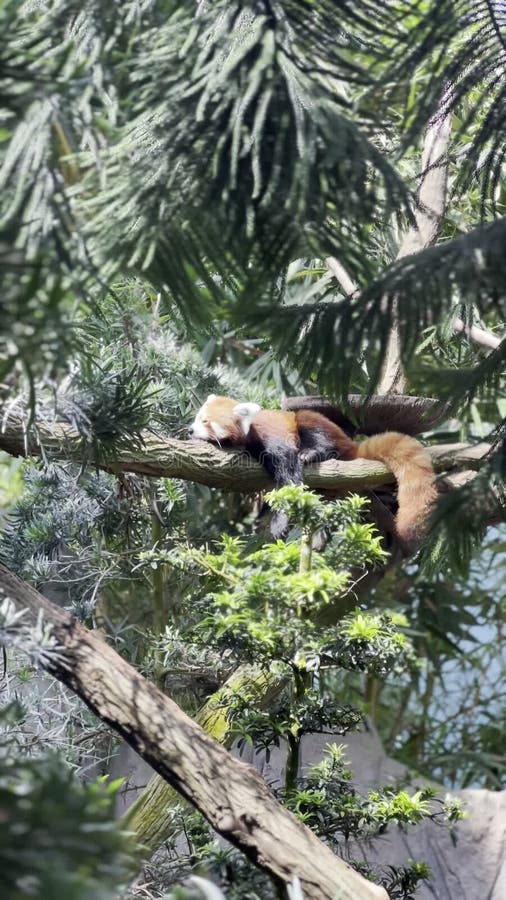 Red Panda (ailurus Fulgens) Sleeping on a Tree Branch in the Woods on a Sunny Day Stock Footage ...