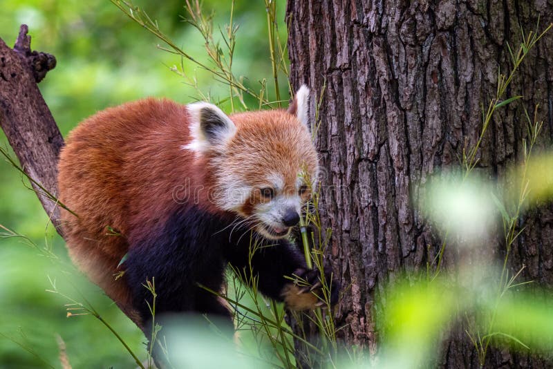 Red Panda Ailurus Fulgens on the Tree. Cute Panda Bear in Forest ...