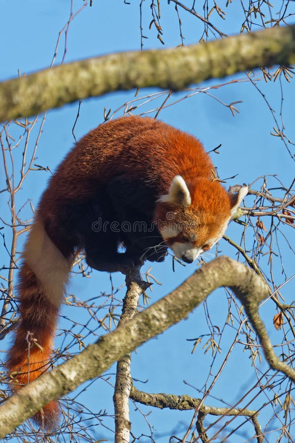 A Red Panda, Also Called Firefox, in the Branches Stock Photo - Image ...