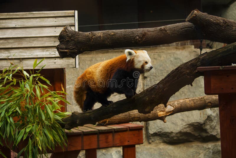 Red Panda Animal in the Zoo Stock Photo - Image of adorable, ailurus ...