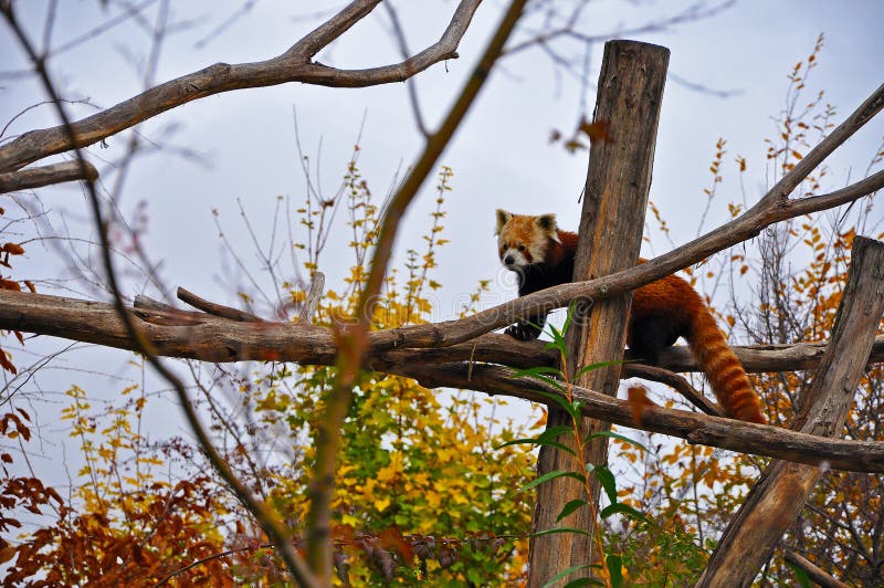 Red Panda in autumn stock photo. Image of bamboo, wildlife - 17857532