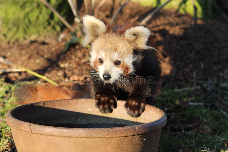 Red panda drinking stock image. Image of wildlife, nature - 19271785
