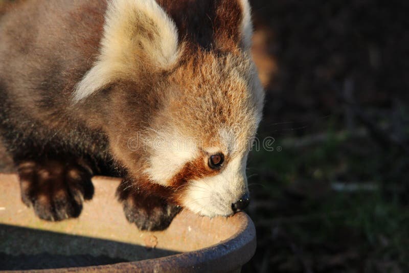 Panda Drinking Stock Photos - Free & Royalty-Free Stock Photos from ...